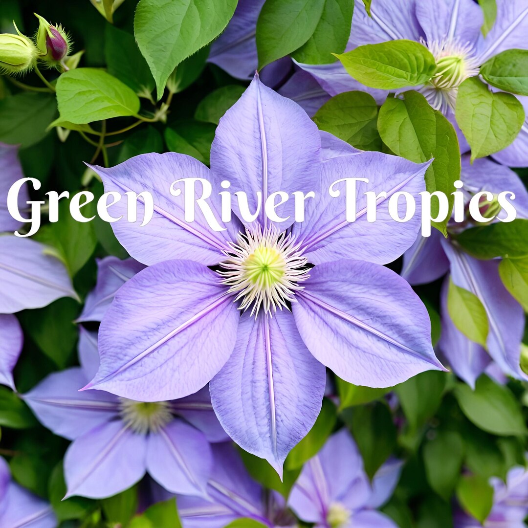 25 Skyfall Clematis Seeds Climbing Perennial Plumeria Seed Flowers ...