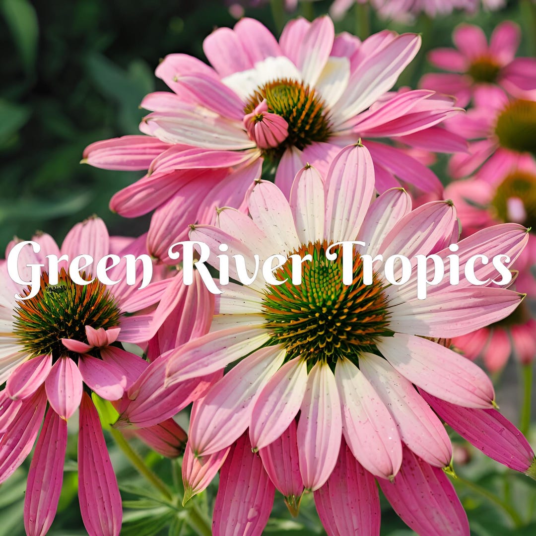 50 Mini Bell Coneflower Seeds Echinacea Perennial Bloom Flower Seed ...
