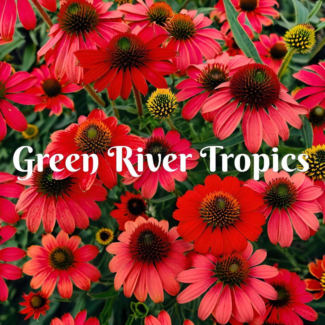 50 Sombrero Red Coneflower Seeds Echinacea Perennial Bloom Flower Seed ...