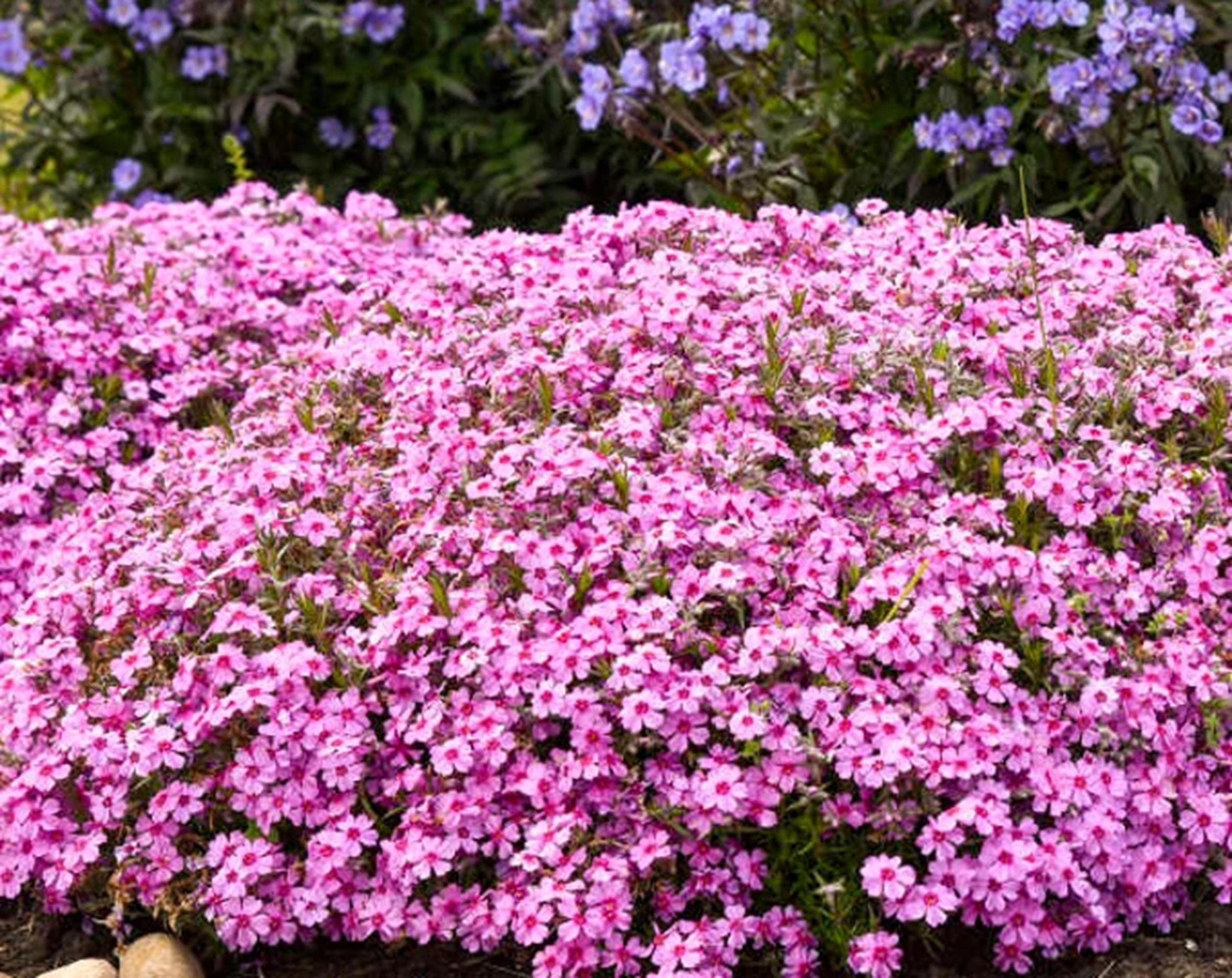 50 Carambra Phlox Seeds Flower Perennial Seed Flowers Butterfly Bee ...