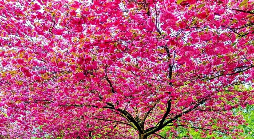 5 Bright Pink Flowering Cherry Tree Seeds Flowering Japanese Ornamental ...