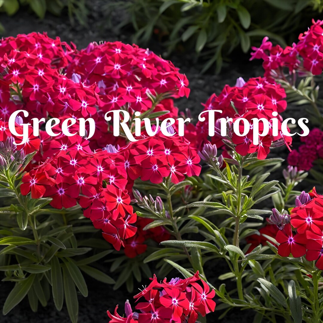 50 Crimson Red Phlox Seeds Flower Perennial Seed Flowers Butterfly Bee ...