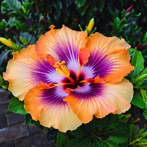 20 Orange Purple Blue Hibiscus Seeds Flower Flowers Seed Perennial ...