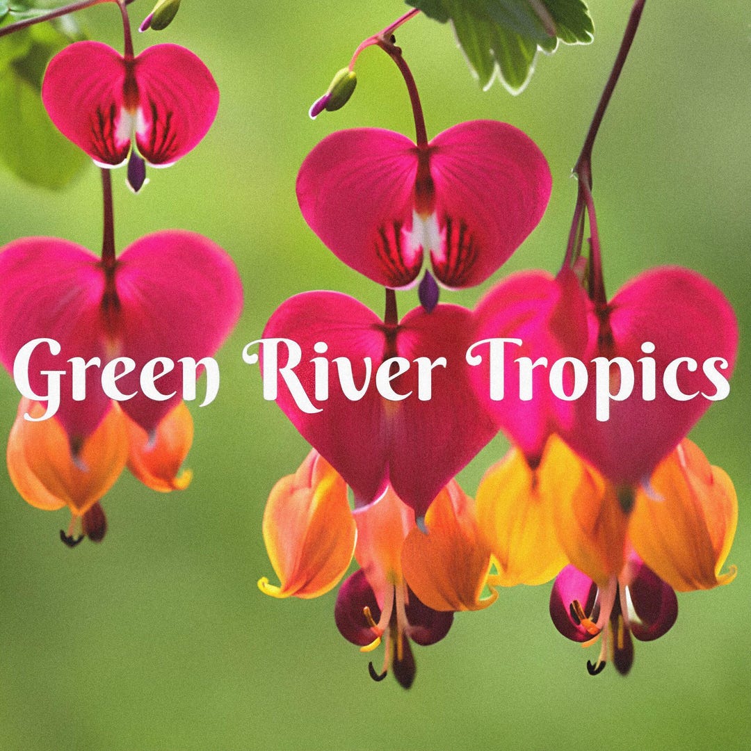 25 Red Orange Bleeding Heart Seeds Dicentra Spectabilis Flowers Seed ...
