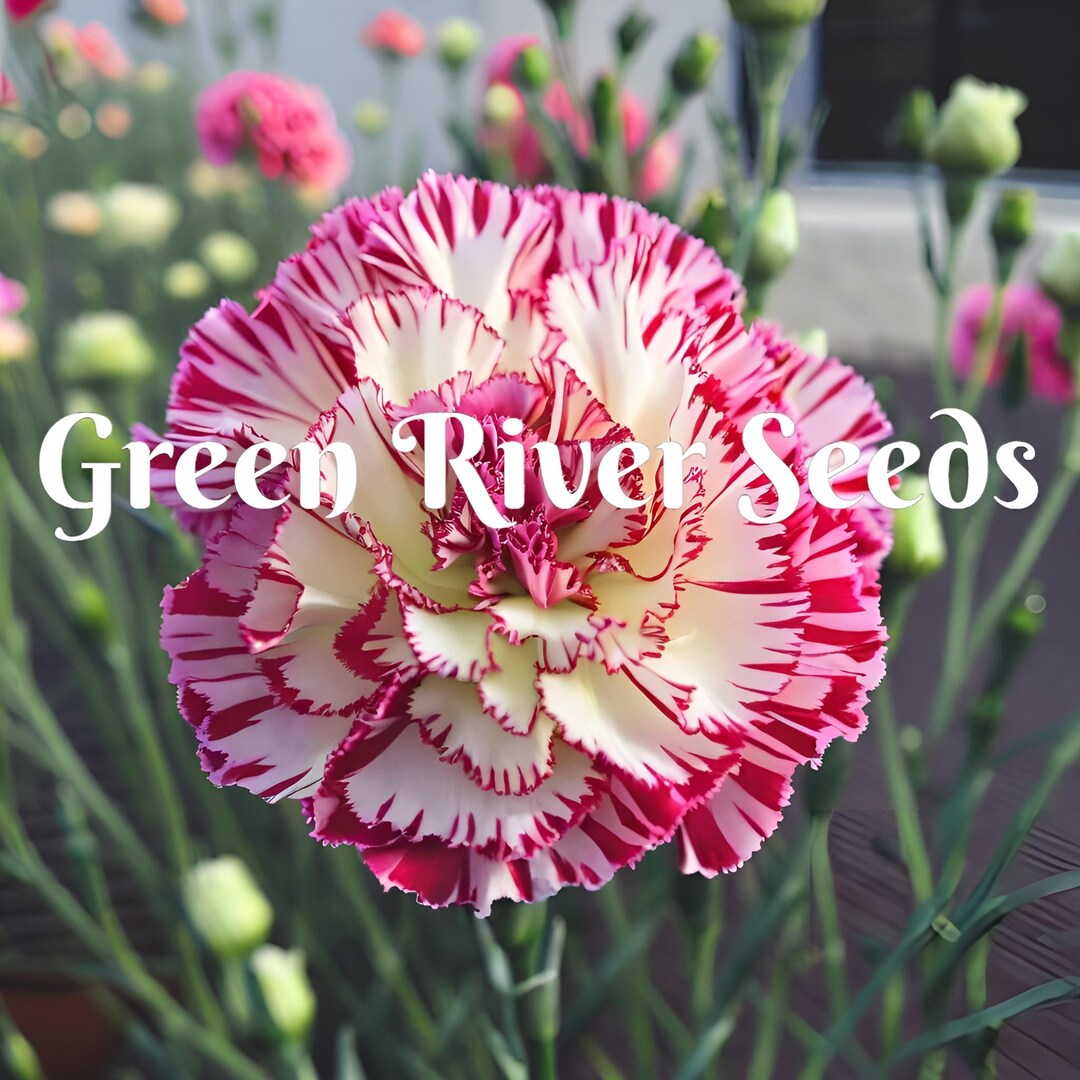 100 Springfield Joe Carnation Seeds Dianthus Flowers Seed Flower ...