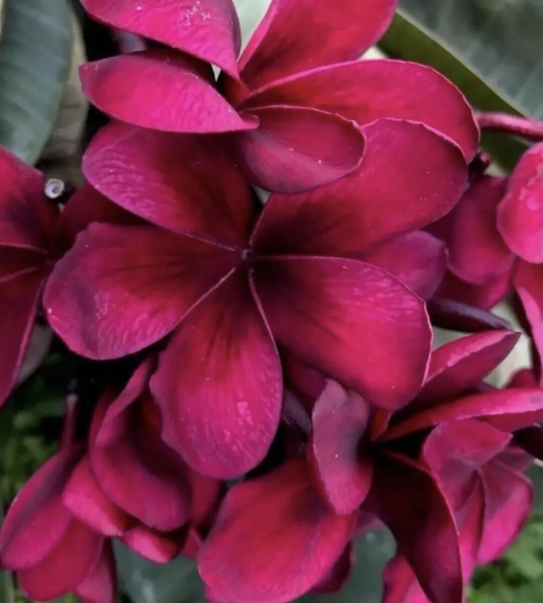 10 Maroon Pink Plumeria Seeds Plants Flower Perennial Flowers Bloom ...