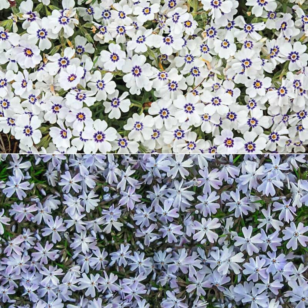 50 Delft Blue Phlox Seeds Flower Perennial Seed Flowers Butterfly Bee ...