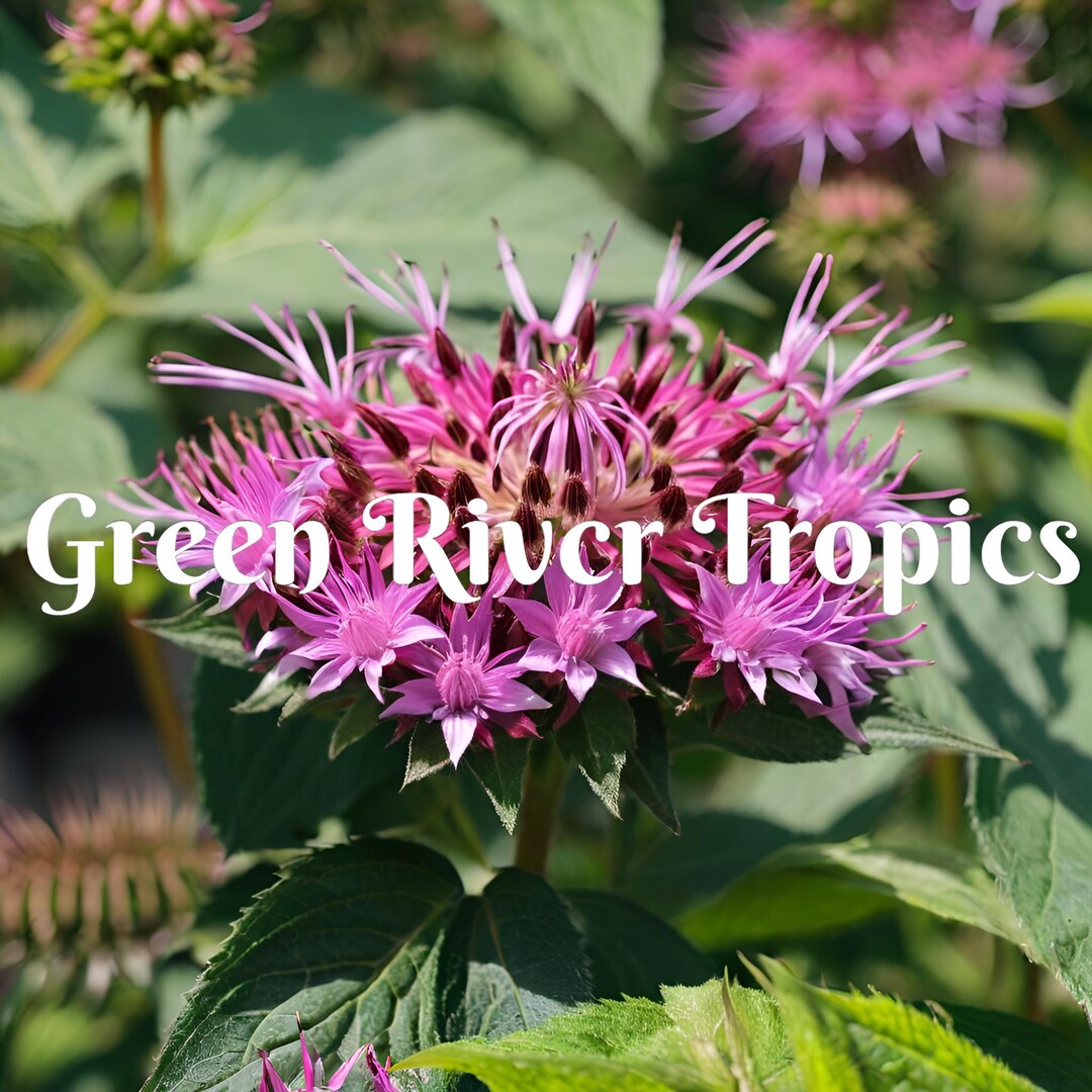 100 Plum Bee Balm Seeds Flowers Seed Bloom Attracts Butterflies & Bees ...