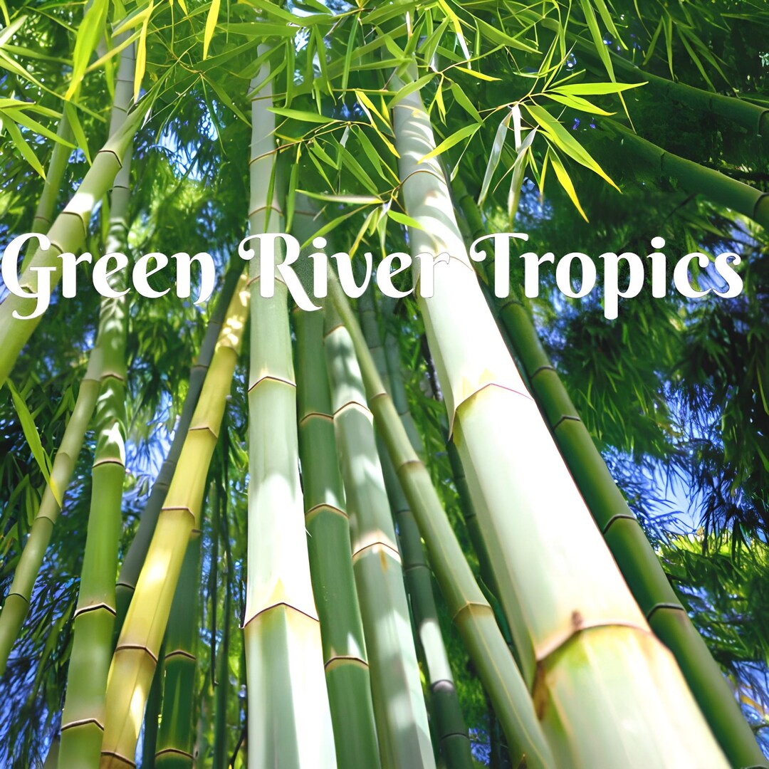 50 Oldhams Giant Timber Bamboo Seeds Privacy Climbing Garden Seed ...