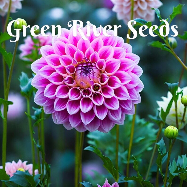 25 Sabrina Dahlia Seeds Flower Perennial Flower Seed Flowering Bloom ...