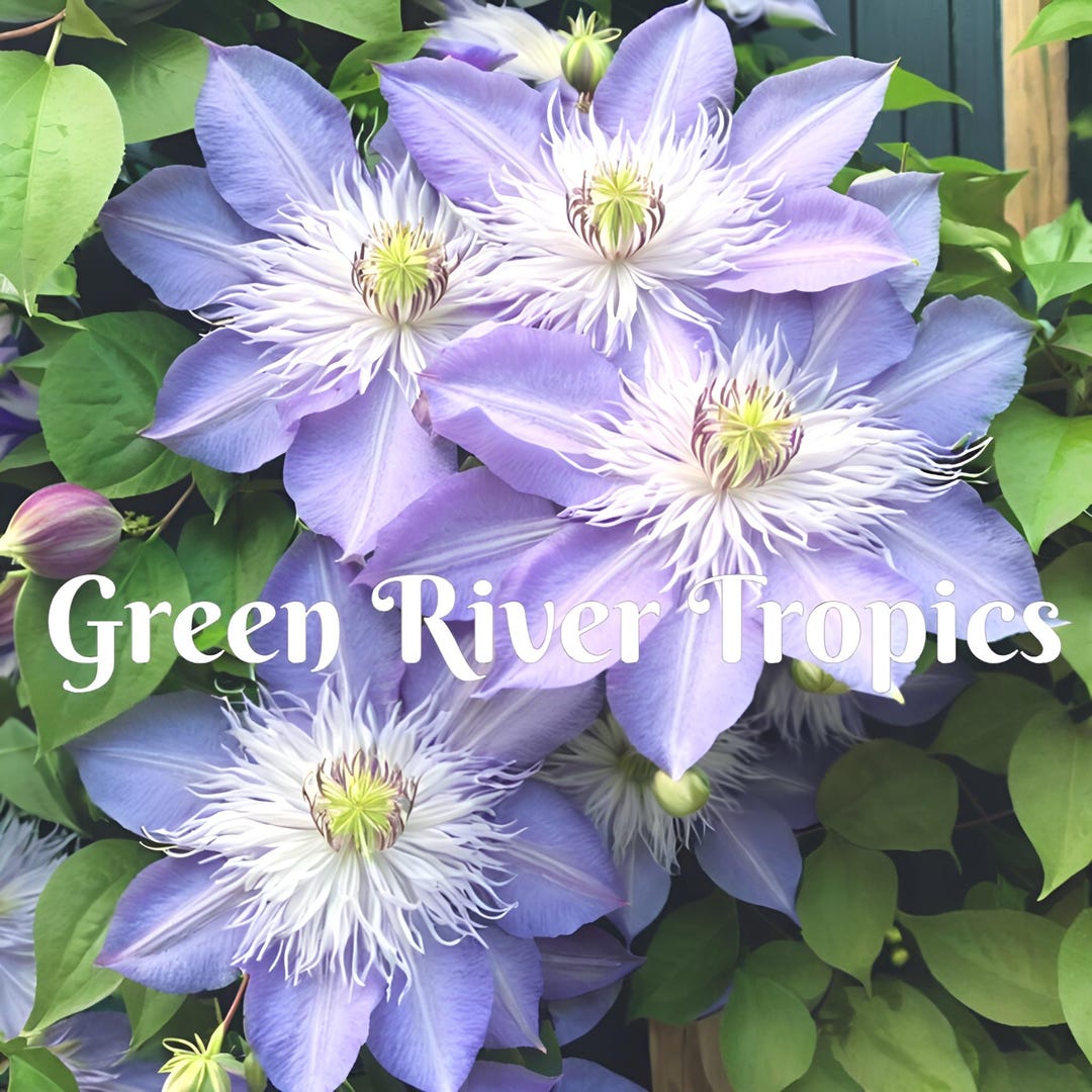 25 Light Blue Clematis Seeds Climbing Perennial Plumeria Seed Flowers ...