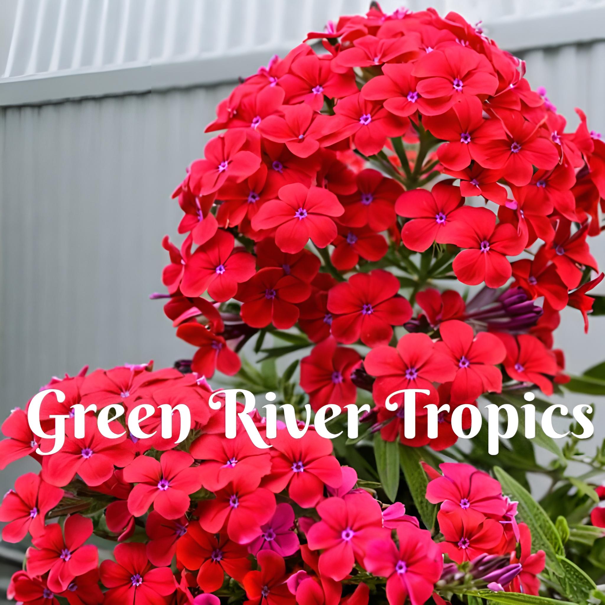 50 Bright Red Phlox Seeds Flower Perennial Seed Flowers Butterfly Bee ...