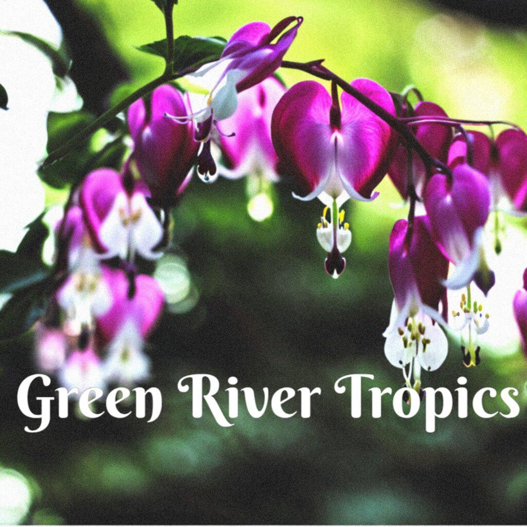 25 Dark Purple Bleeding Heart Seeds Dicentra Spectabilis Flowers Seed ...