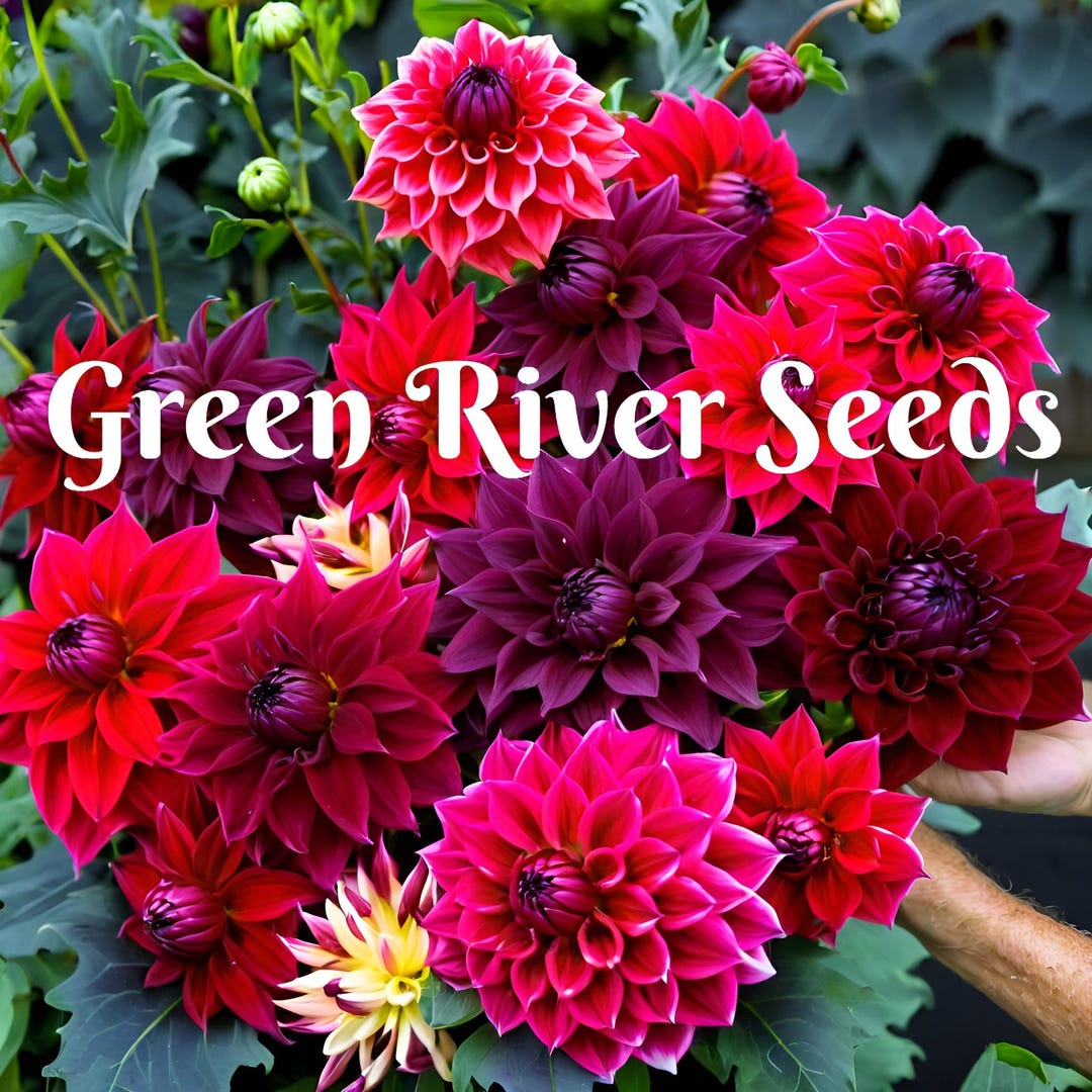 25 Stark Raving Red Dahlia Seeds Flower Perennial Flower Seed Flowering ...