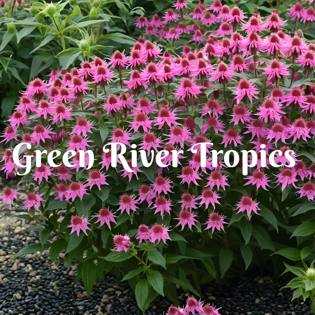 100 Pink Chenille Bee Balm Seeds Flowers Seed Bloom Attracts ...