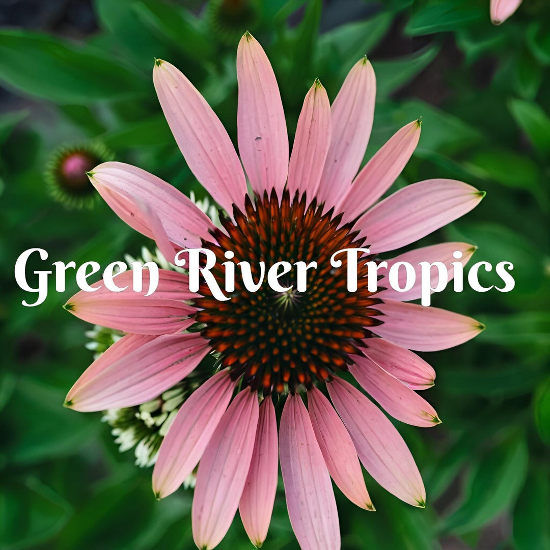50 Pink Sherbert Coneflower Seeds Echinacea Perennial Bloom Flower Seed ...
