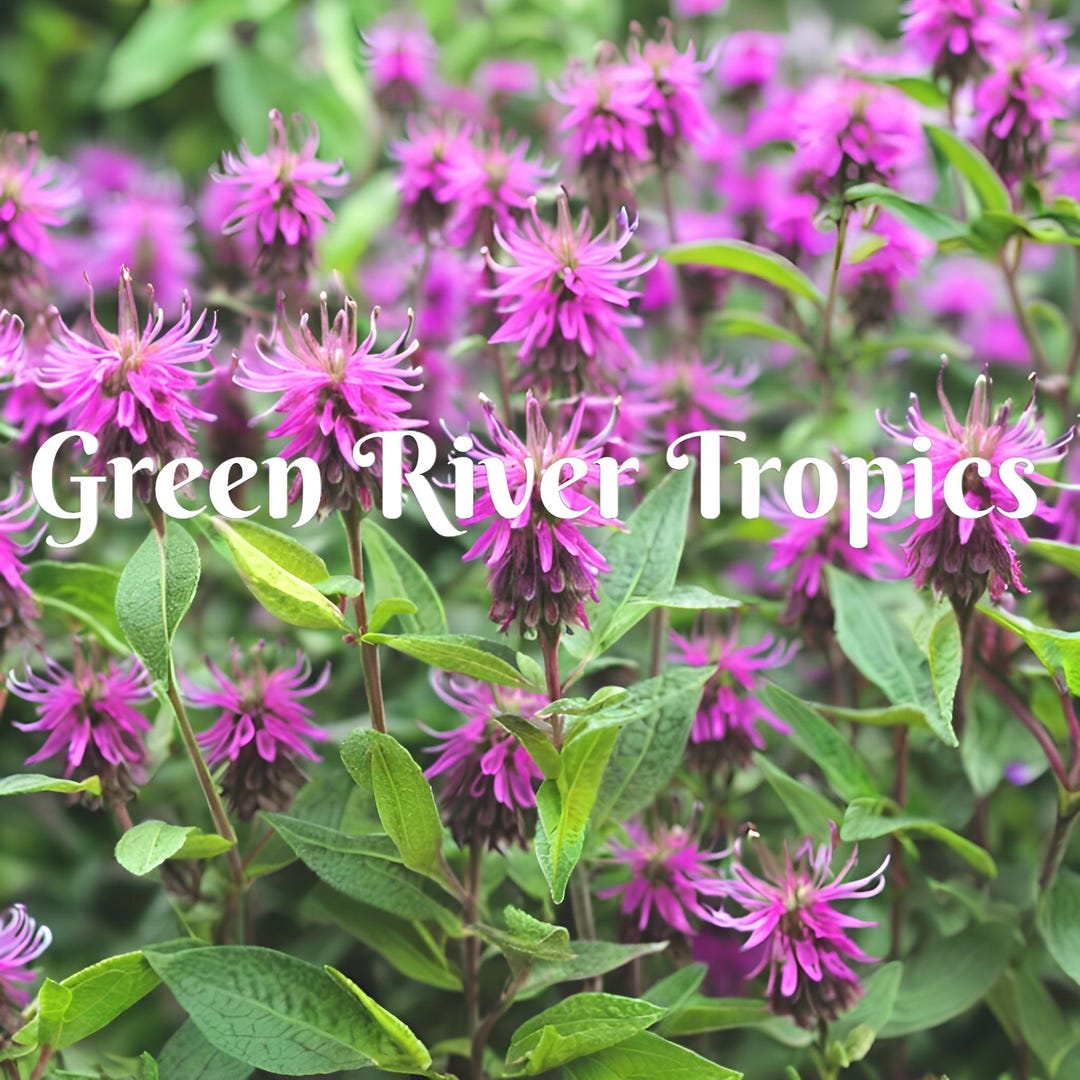 100 Periwinkle Bee Balm Seeds Flowers Seed Bloom Attracts Butterflies ...