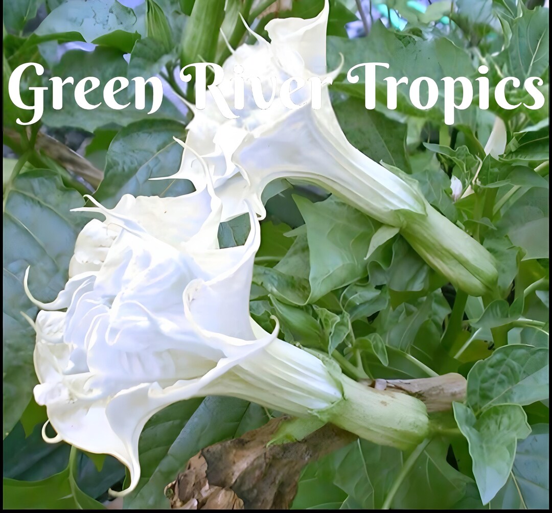 10 Pearl White Orange Angel Trumpet Seeds Flowers Seed Flower ...