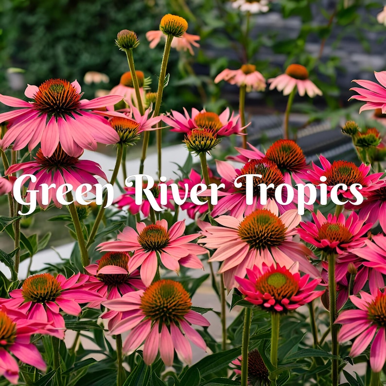 50 Solar Flare Coneflower Seeds Echinacea Perennial Bloom Flower Seed ...