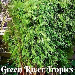 50 Sunset Glow Bamboo Seeds Privacy Climbing Garden Seed Perennial ...
