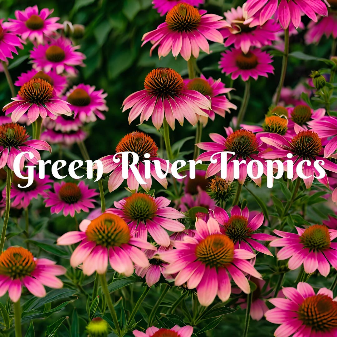 50 Delicious Candy Coneflower Seeds Echinacea Perennial Bloom Flower ...