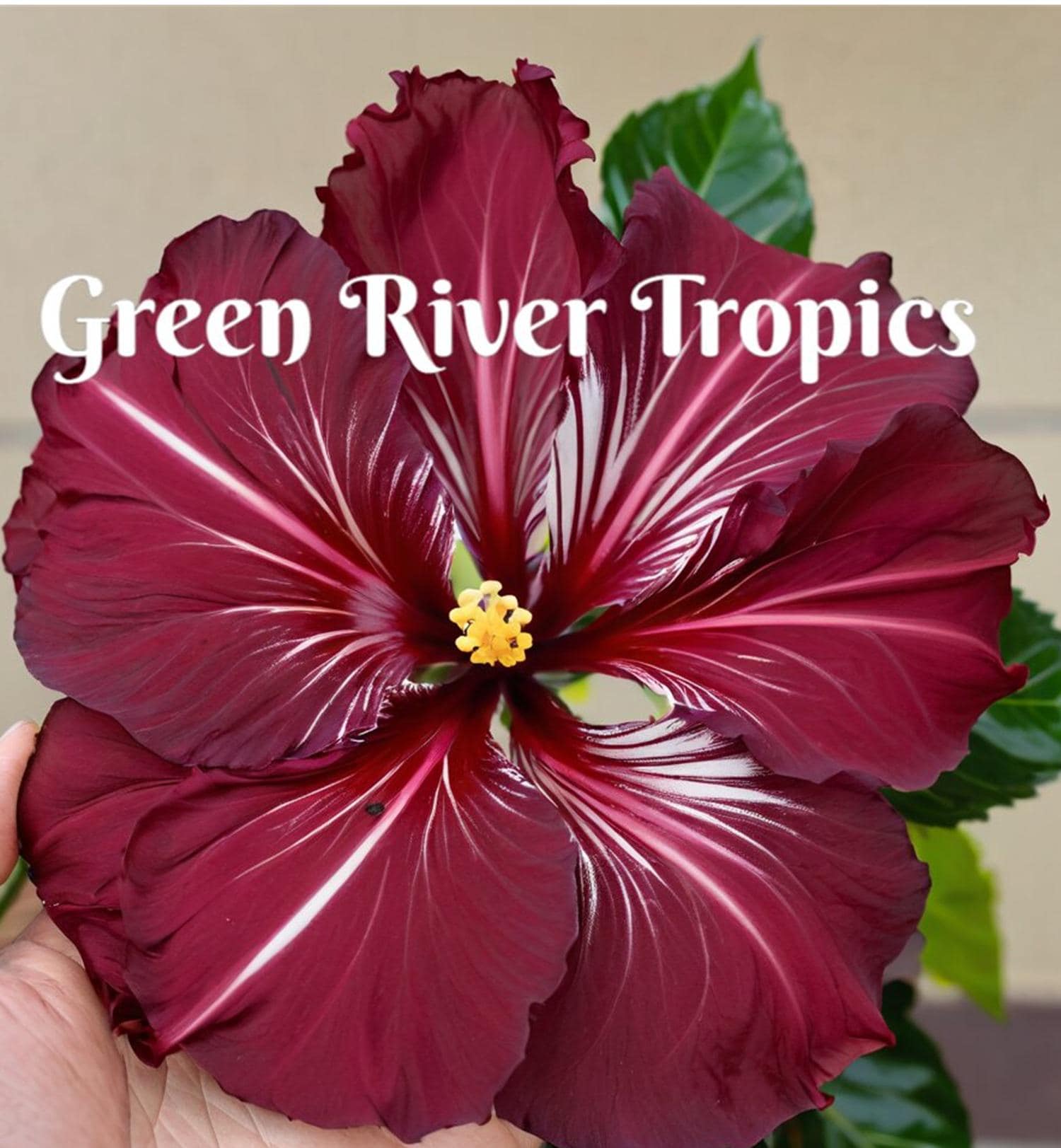20 Double Dark Pink Hibiscus Seeds Flower Flowers Seed Perennial Hardy ...
