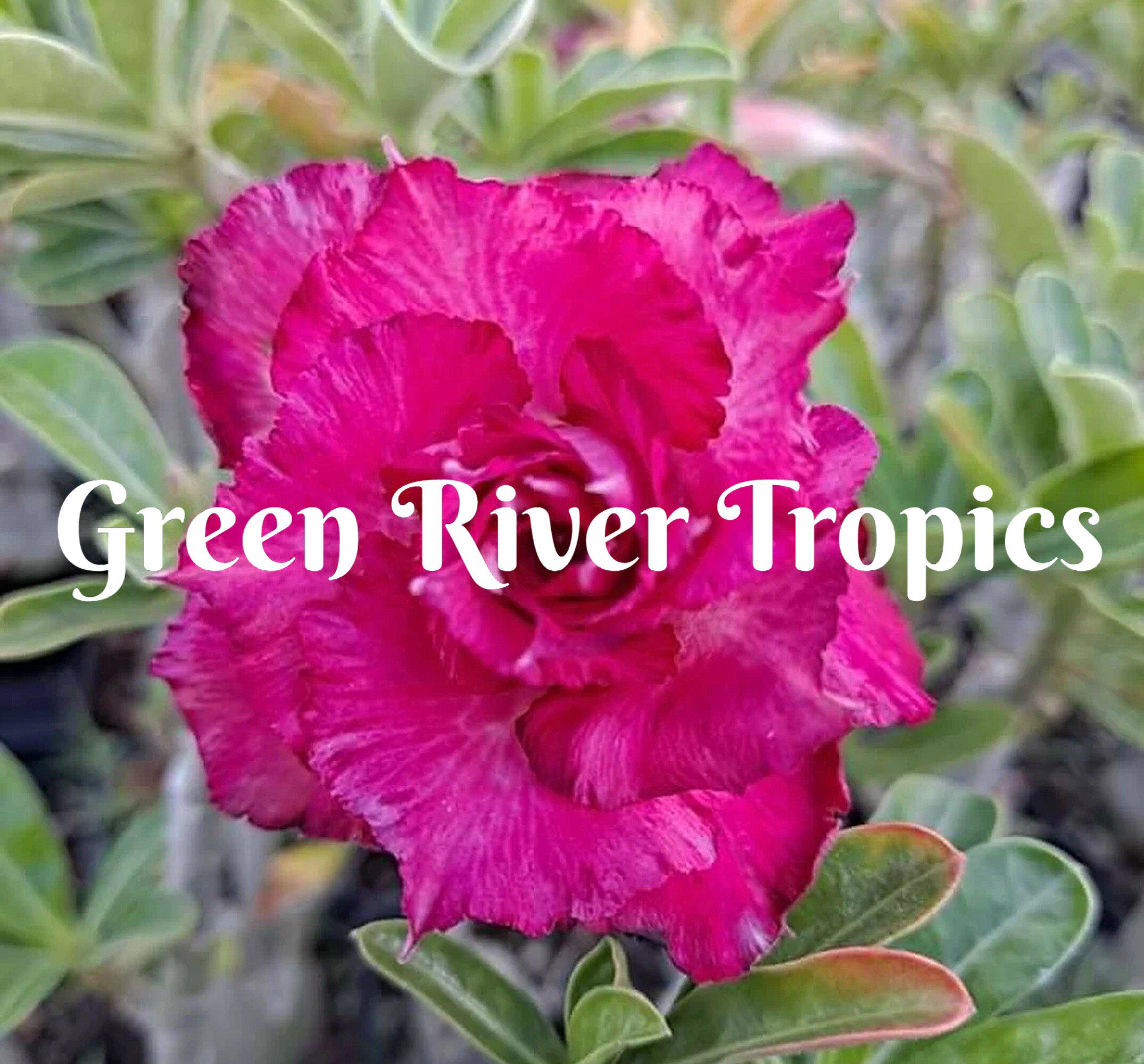 4 Bright Magenta Desert Rose Seeds Plants Flower Perennial Flowers ...