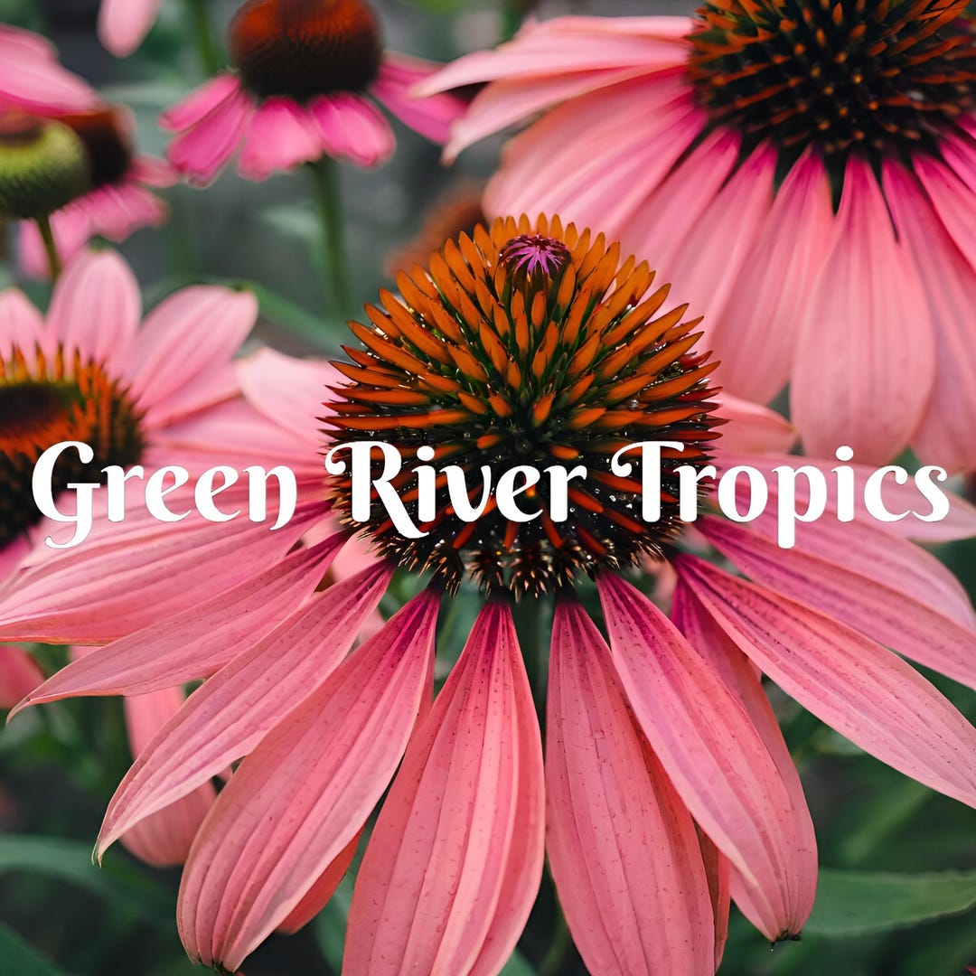 50 Coral Craze Coneflower Seeds Echinacea Perennial Bloom Flower Seed ...
