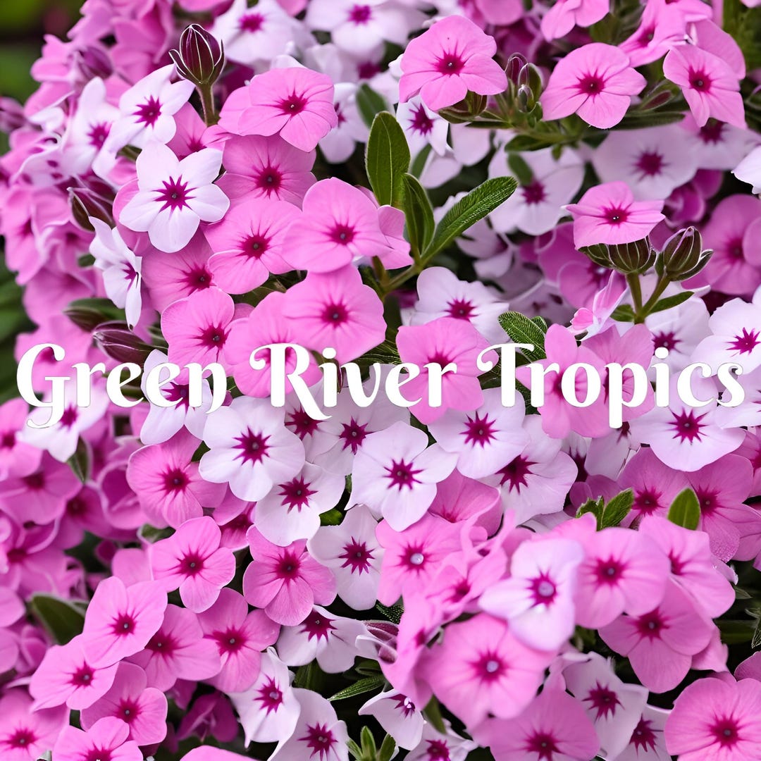 50 Rainbow Dance Phlox Seeds Flower Perennial Seed Flowers Butterfly ...
