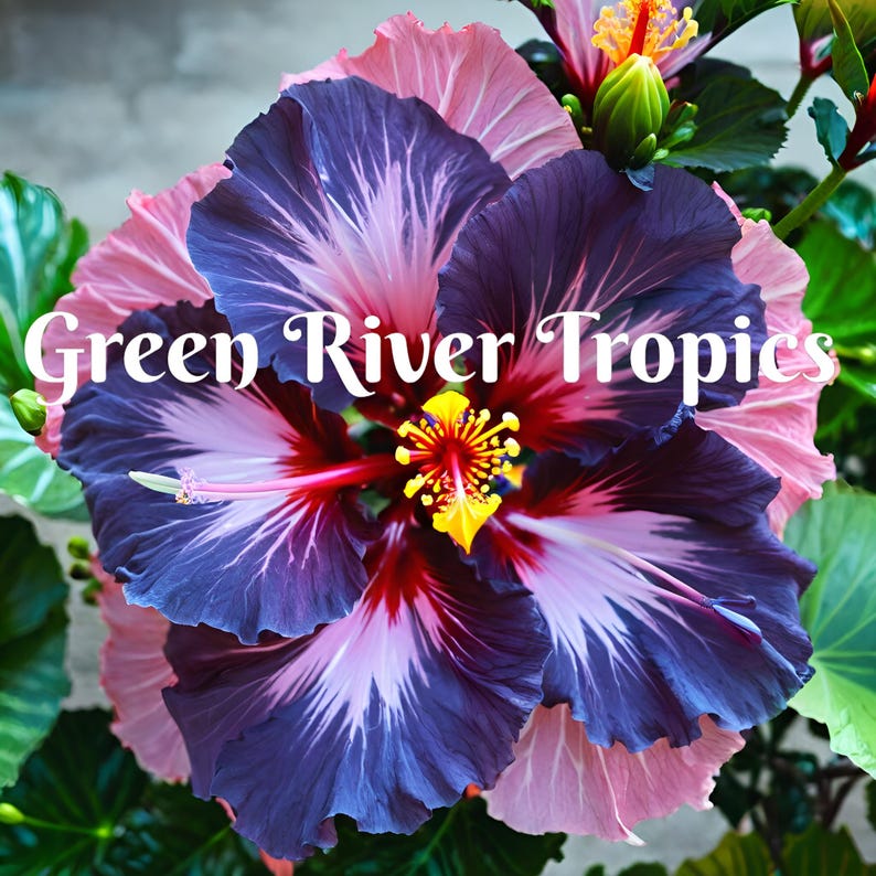 20 Blue Pink Purple Hibiscus Seeds Flower Flowers Seed Perennial Hardy ...