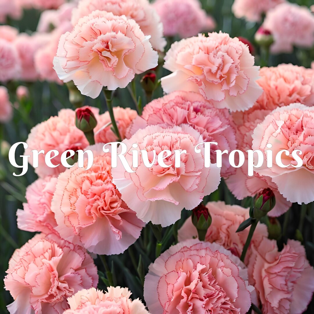 100 Classic Coral Carnation Seeds Dianthus Flowers Seed Flower ...