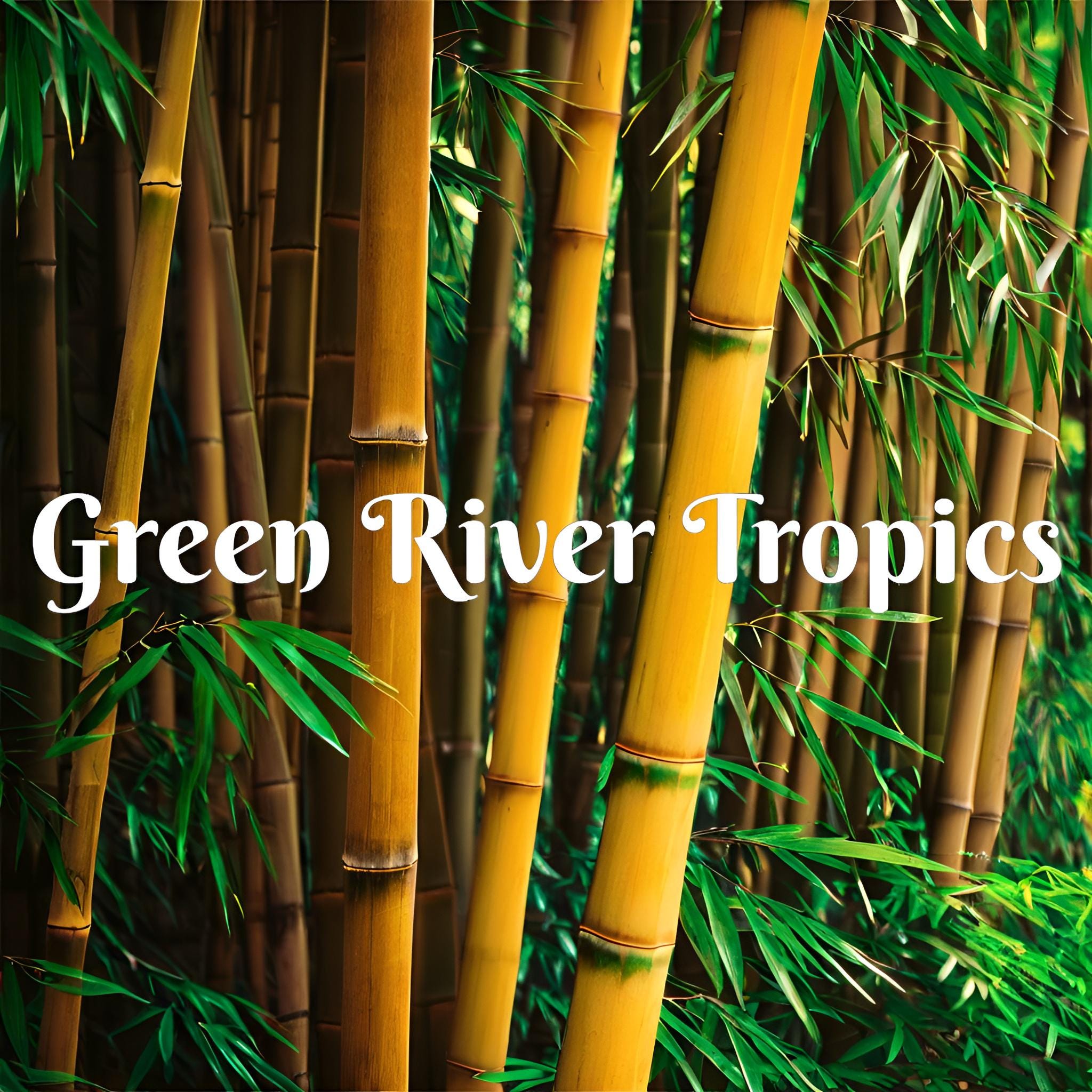 50 Orange Bamboo Seeds Privacy Climbing Garden Seed Perennial Privacy ...