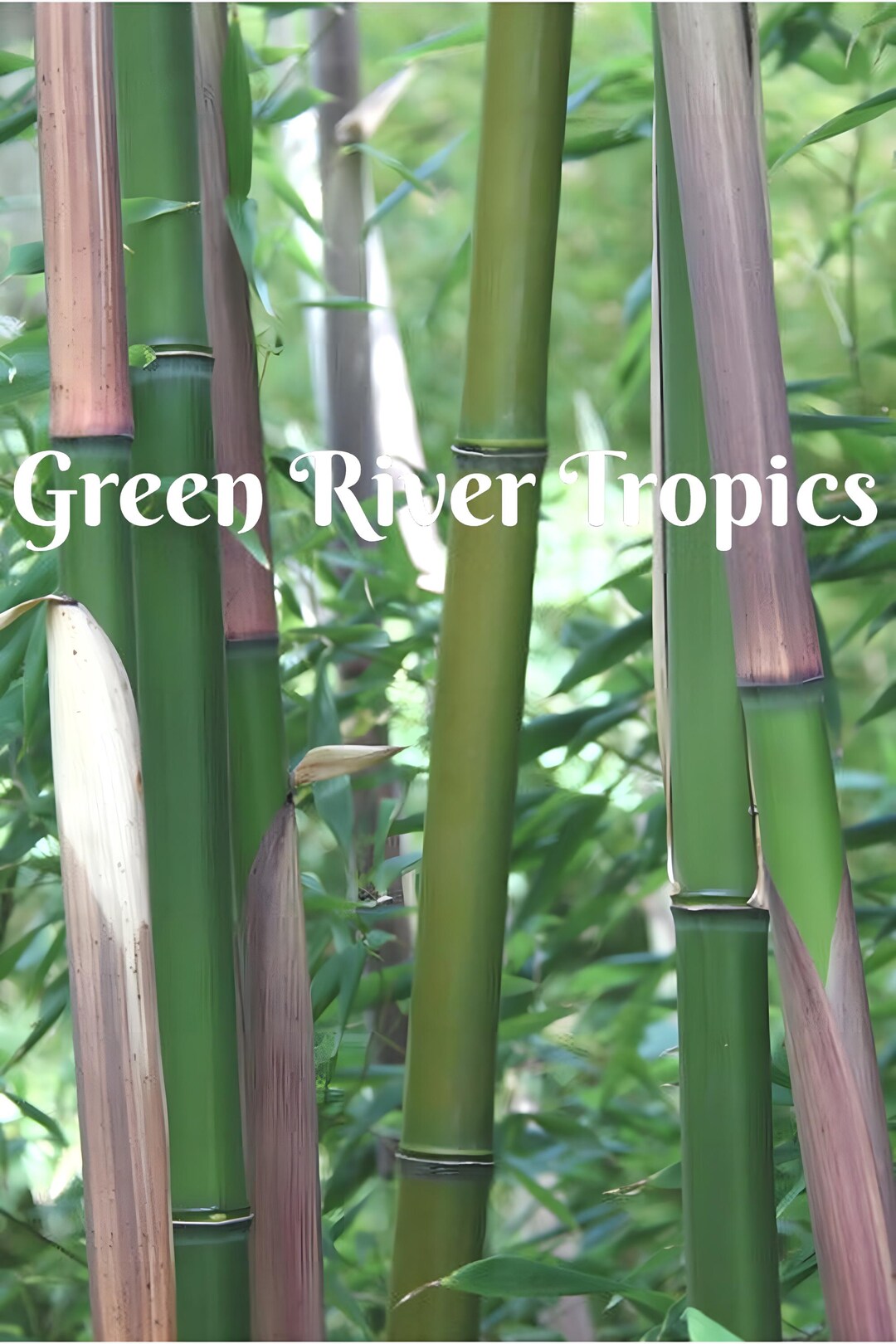50 Red Margin Bamboo Seeds Privacy Climbing Garden Seed Perennial ...
