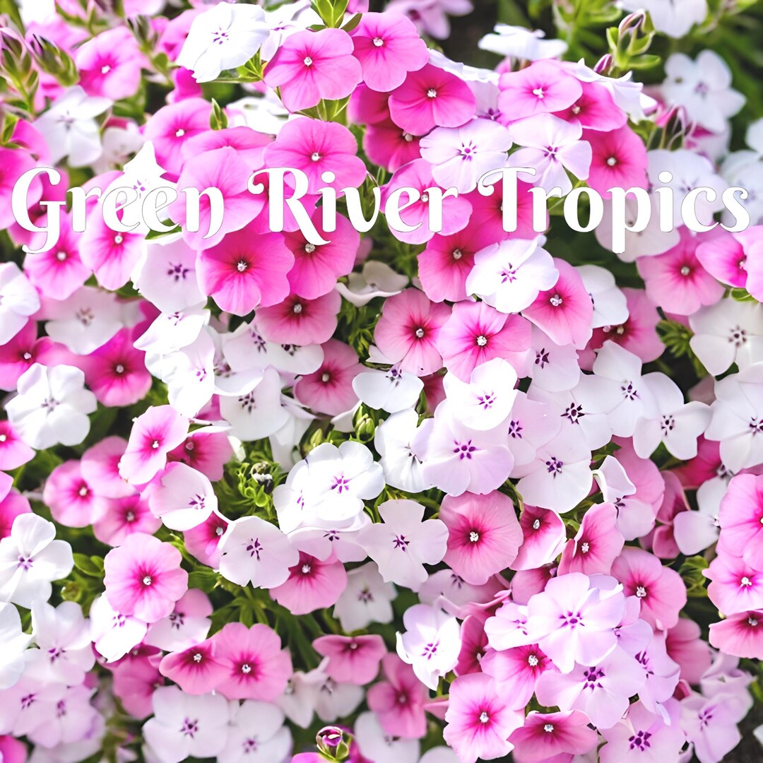 50 Blushing Bride Phlox Seeds Flower Perennial Seed Flowers Butterfly ...