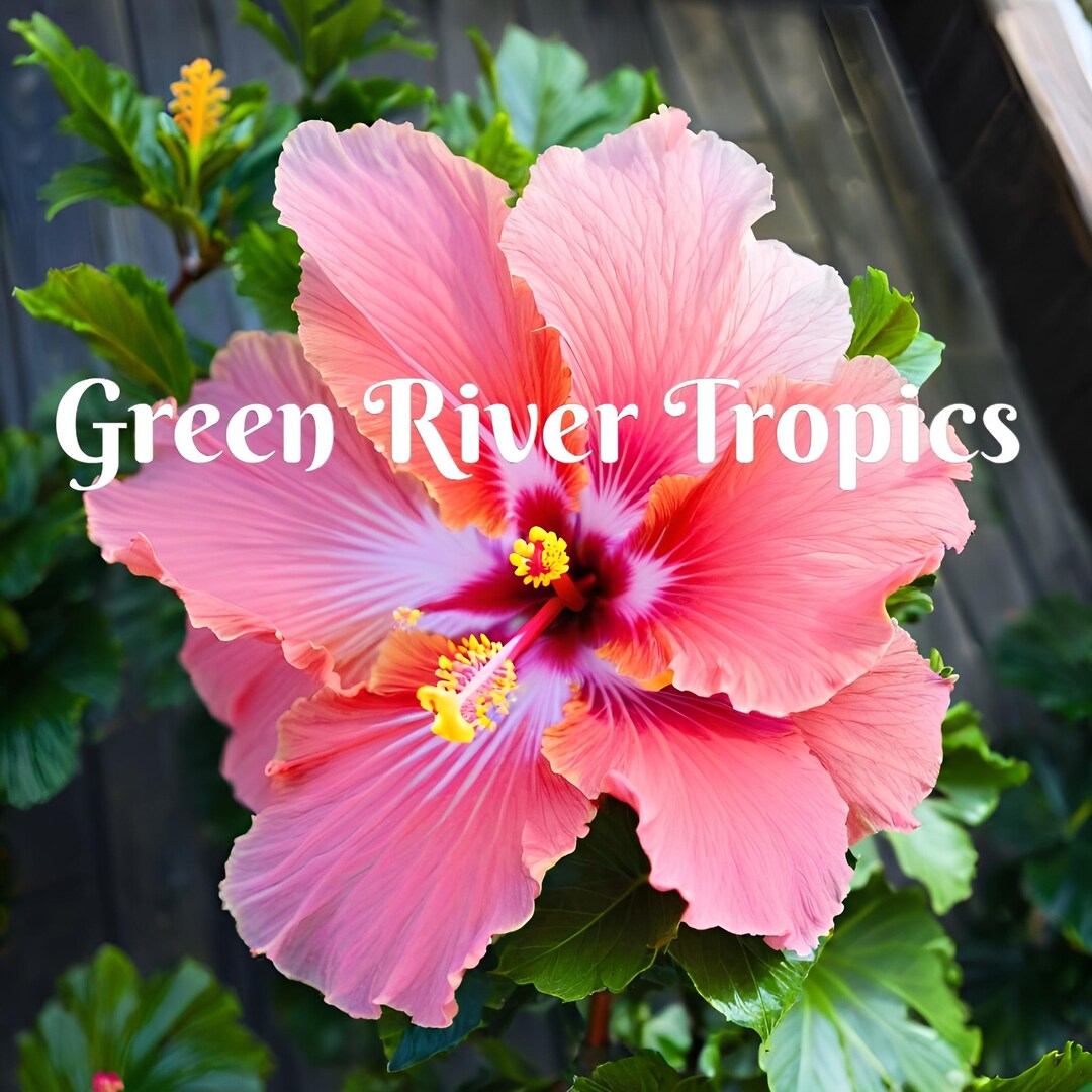 20 Double Bright Pink Hibiscus Seeds Flower Flowers Seed Perennial ...
