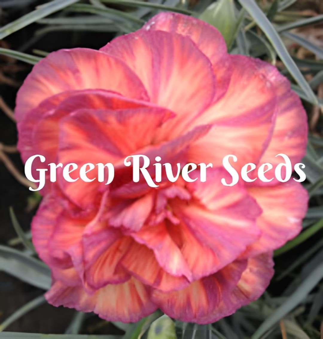 100 Spangled Carnation Seeds Dianthus Flowers Seed Flower Perennial ...