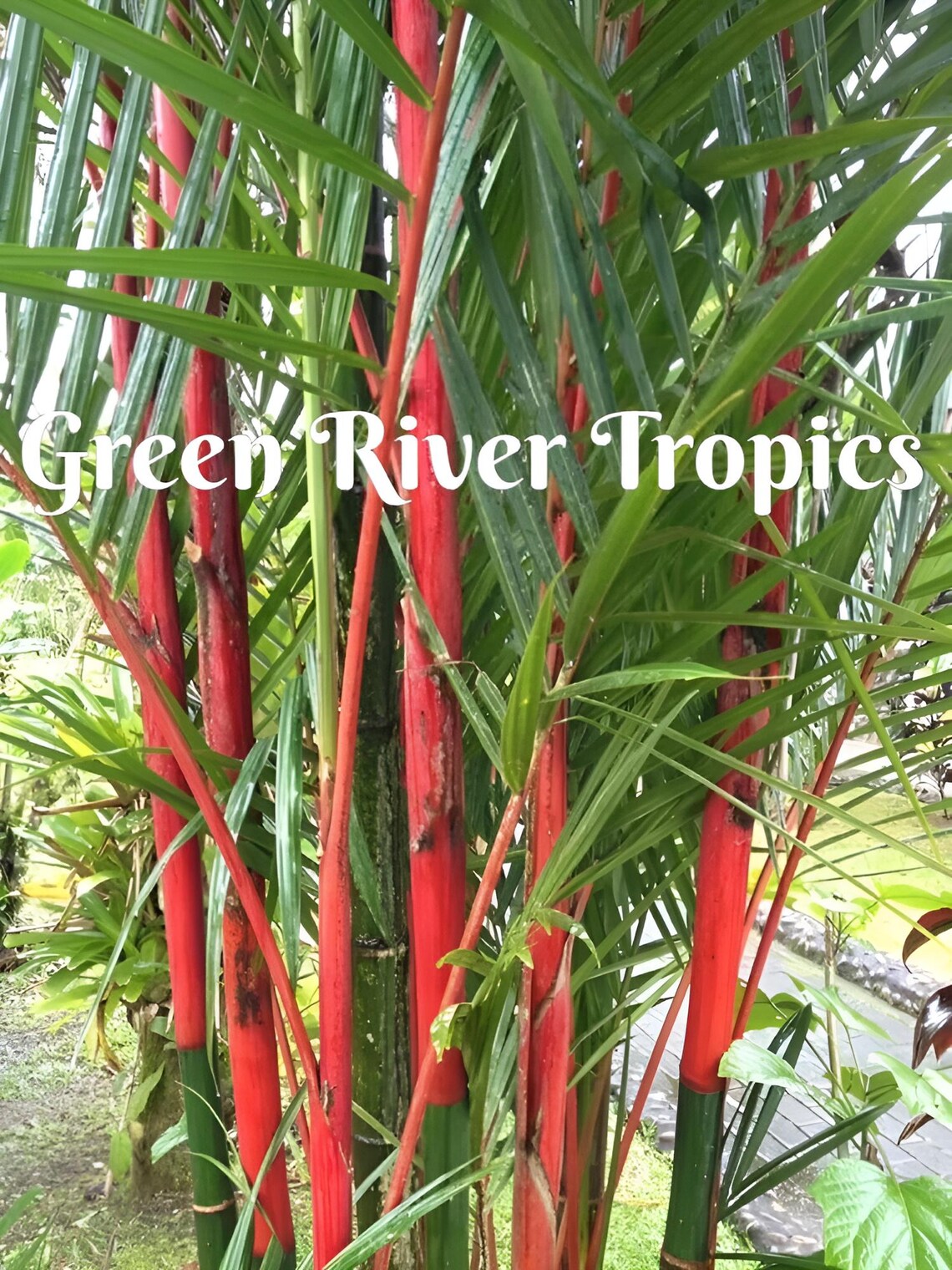 50 Costa Rico Red Bamboo Seeds Privacy Climbing Garden Seed Perennial ...