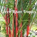 50 Costa Rico Red Bamboo Seeds Privacy Climbing Garden Seed Perennial ...