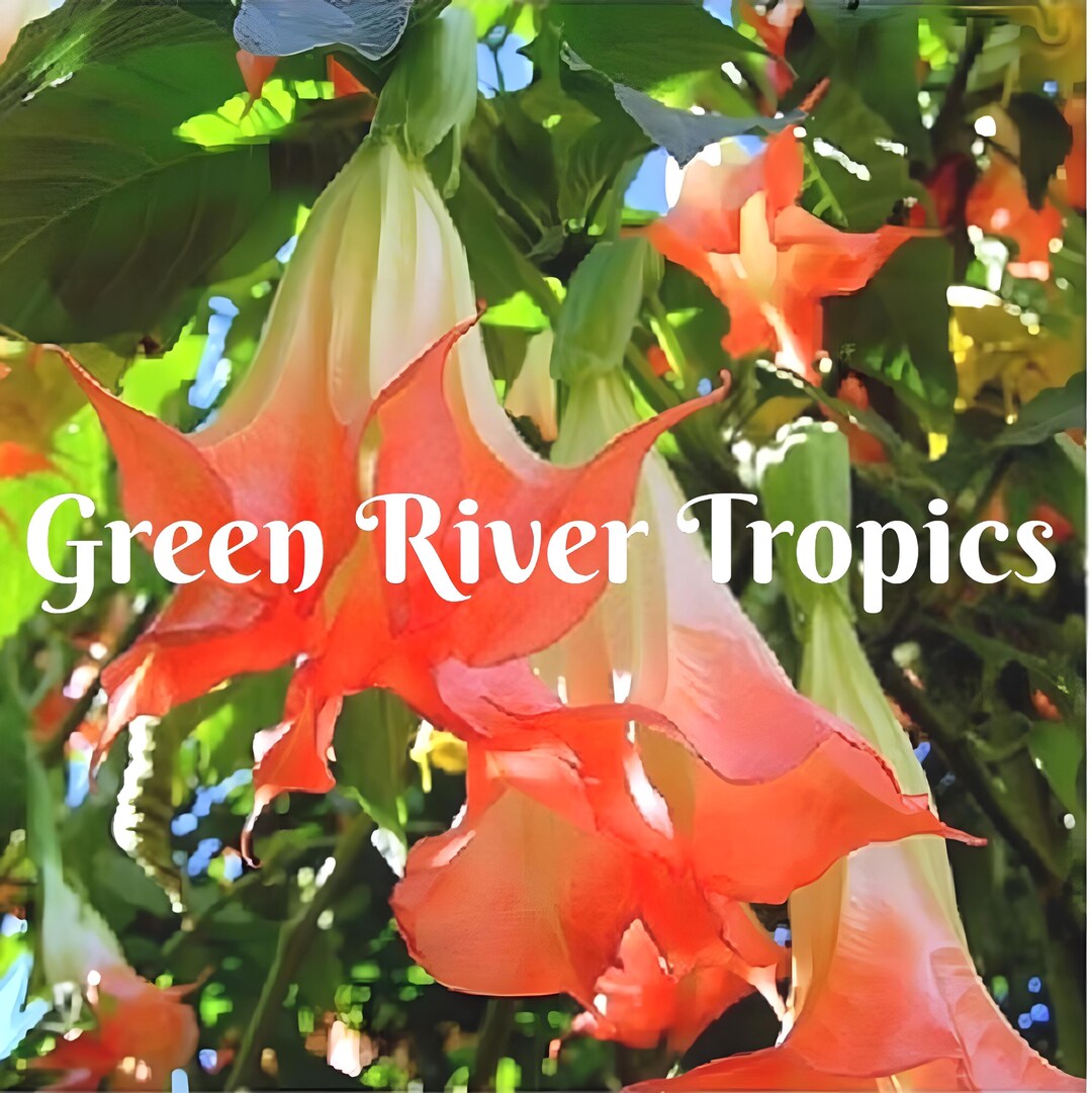 10 Orange Angel Trumpet Seeds Flowers Seed Flower Brugmansia Datura ...