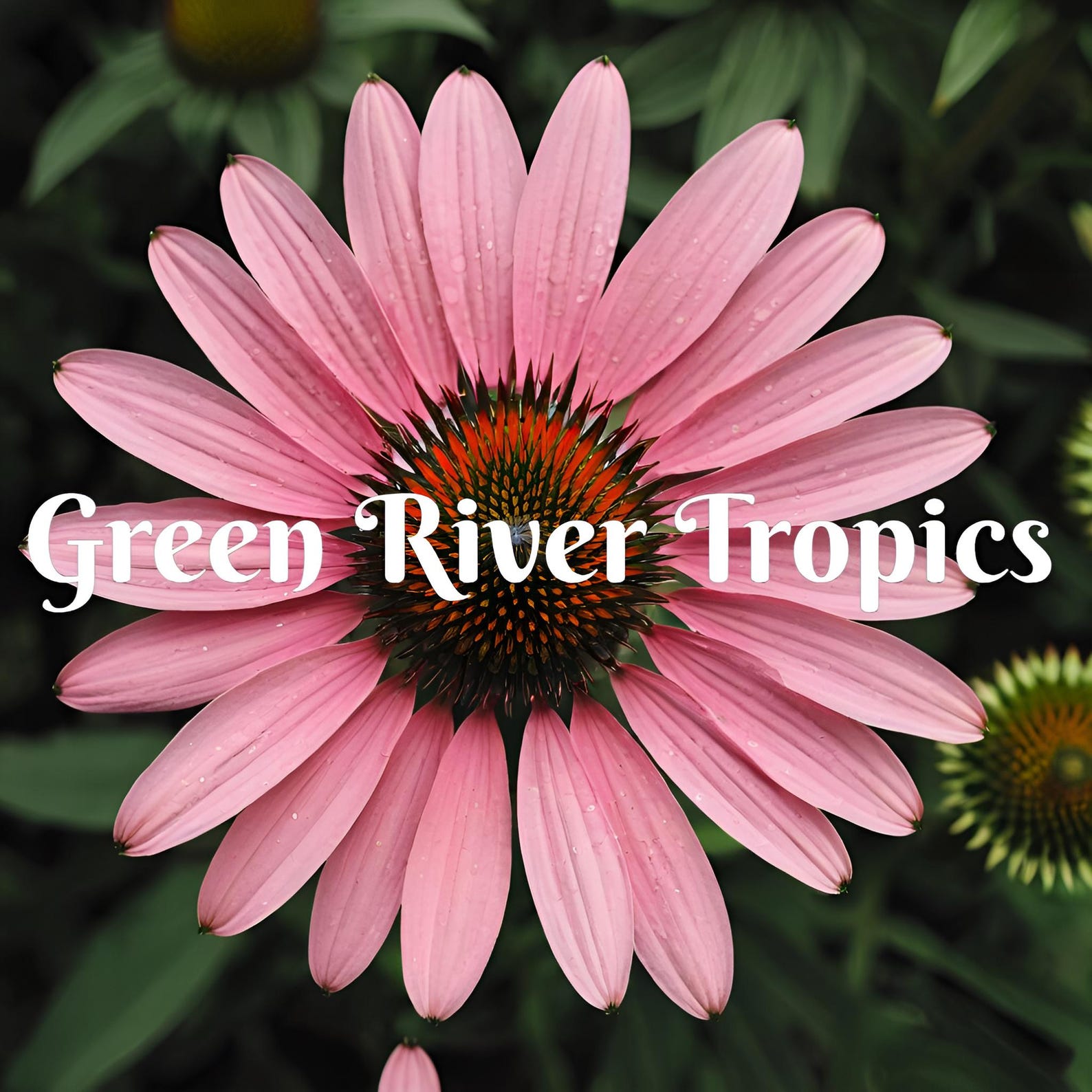 50 Prairie Splendor Coneflower Seeds Echinacea Perennial Bloom Flower ...