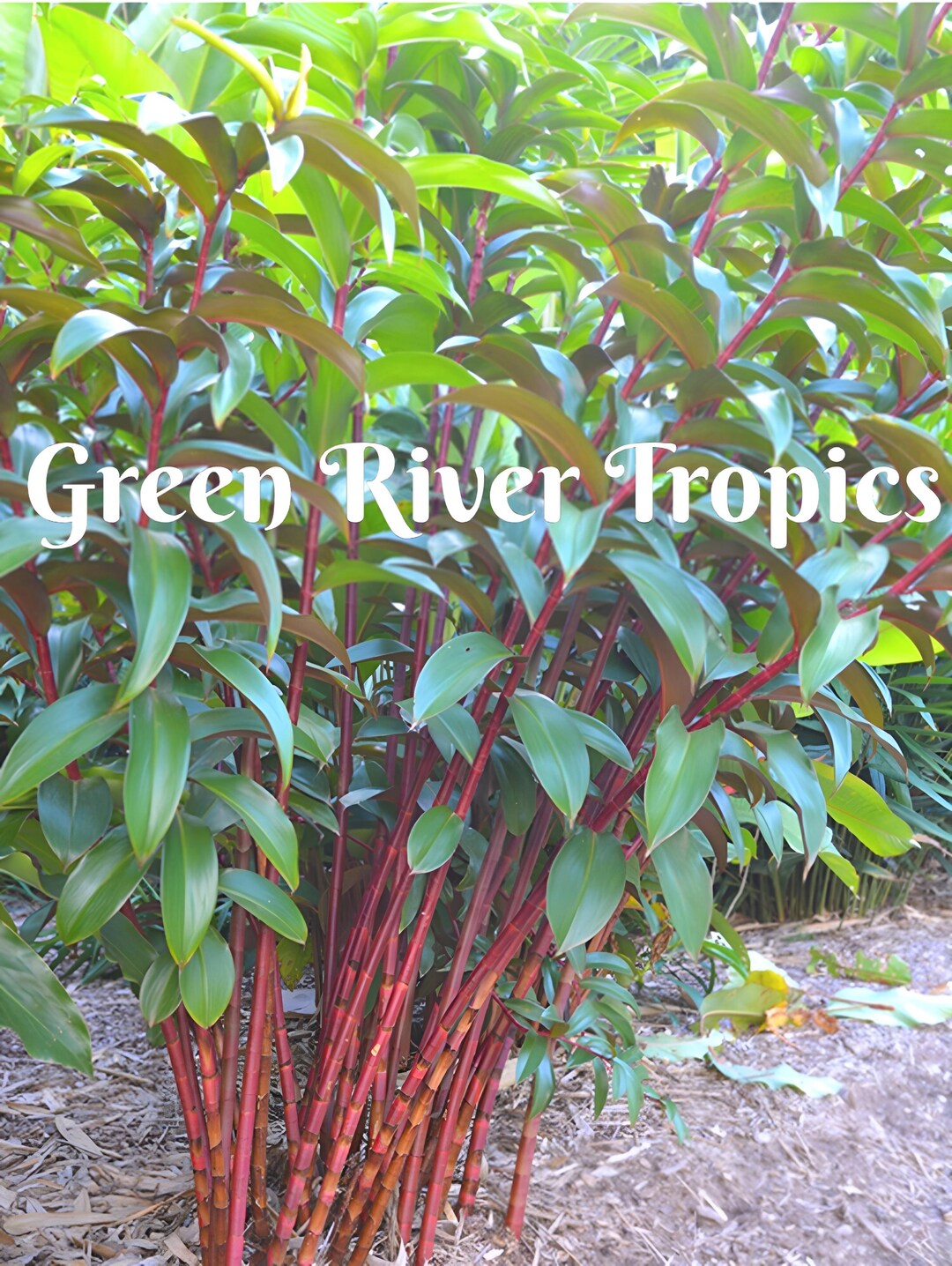 50 Red Stem Bamboo Seeds Privacy Climbing Garden Seed Perennial Bamboos ...