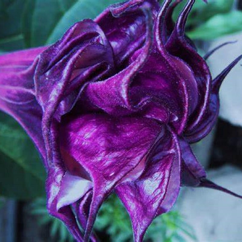 Double Trumpet Seed - Etsy
