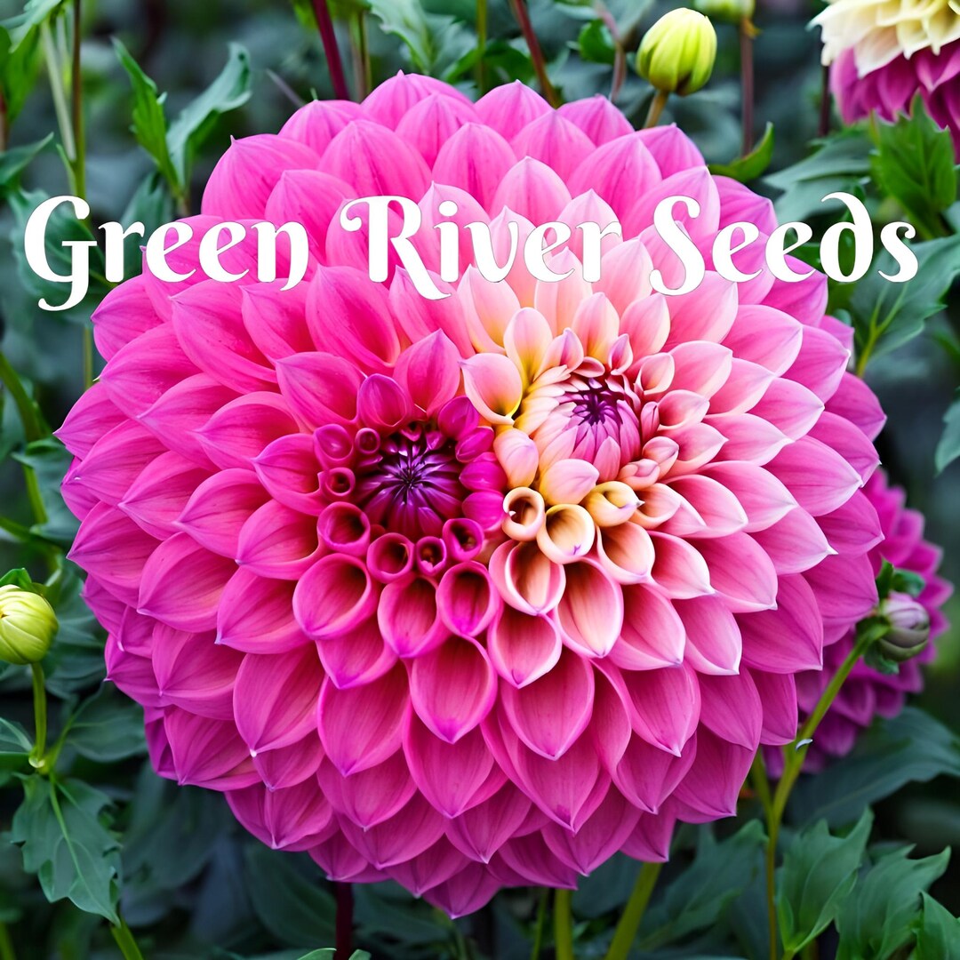 25 Princess Gracis Dahlia Seeds Flower Perennial Flower Seed Flowering Bloom Pollinator Cut ...