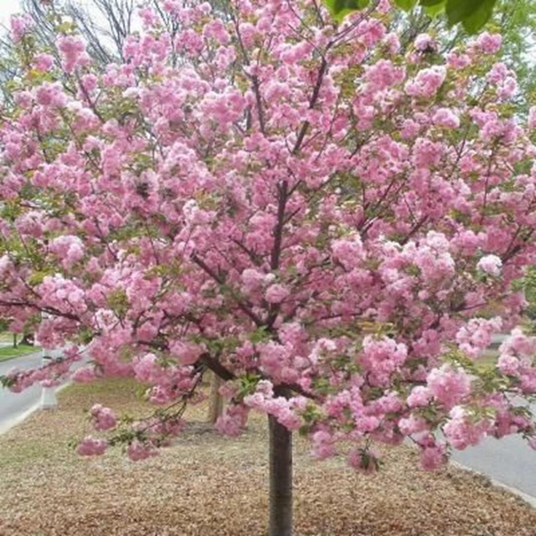 5 Pink Flowering Cherry Tree Seeds Flowering Japanese Ornamental Garden ...