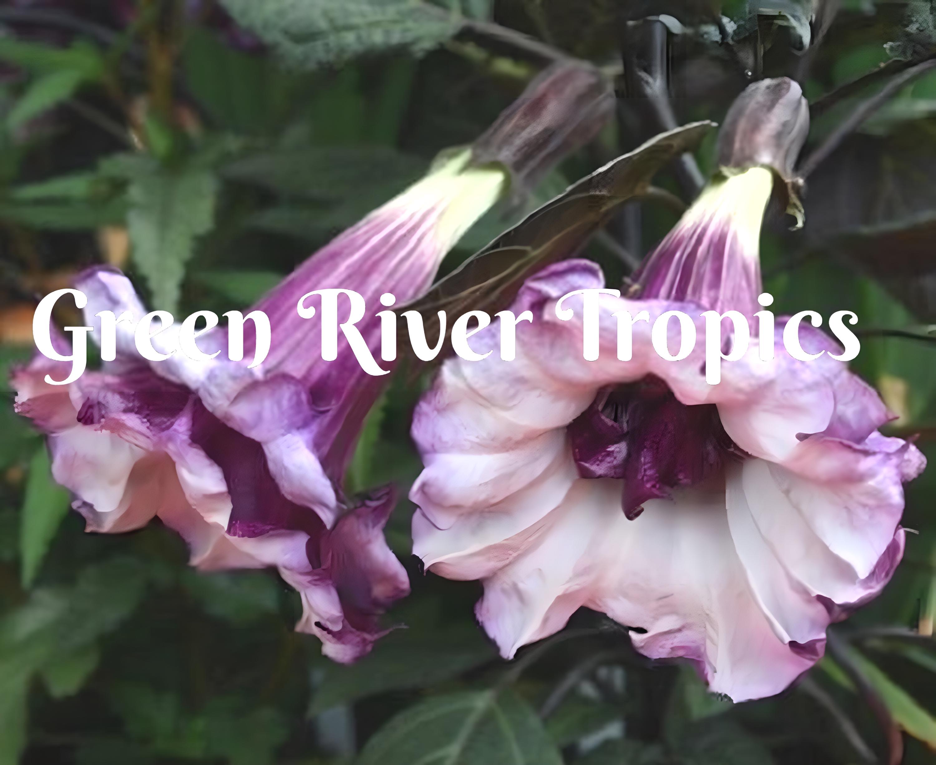 10 Double Purple Angel Trumpet Seeds Flowers Seed Flower Brugmansia ...