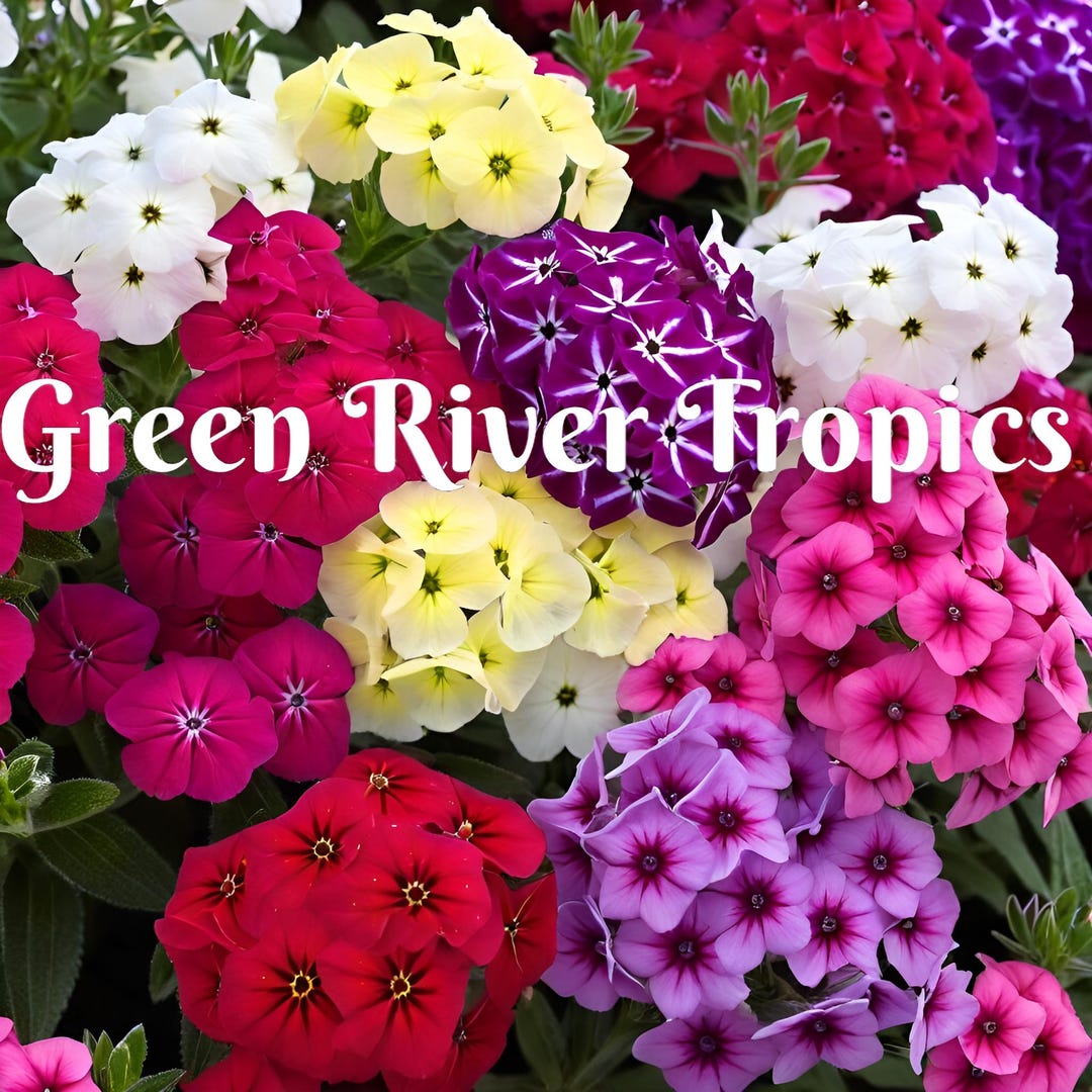50 Dwarf Phlox Seeds Flower Perennial Seed Flowers Butterfly Bee ...