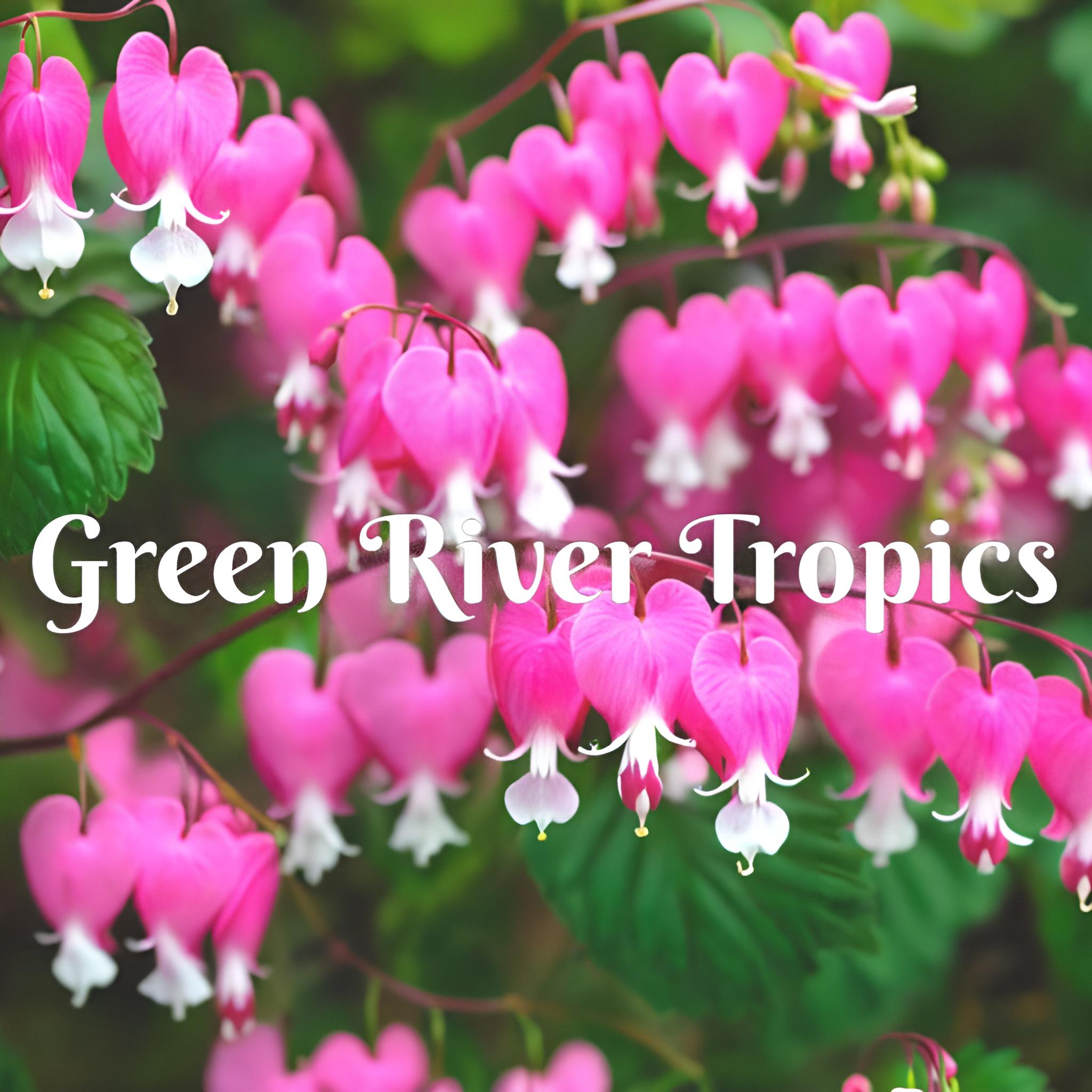 25 Bright Pink Purple Bleeding Heart Seeds Dicentra Spectabilis Flowers ...