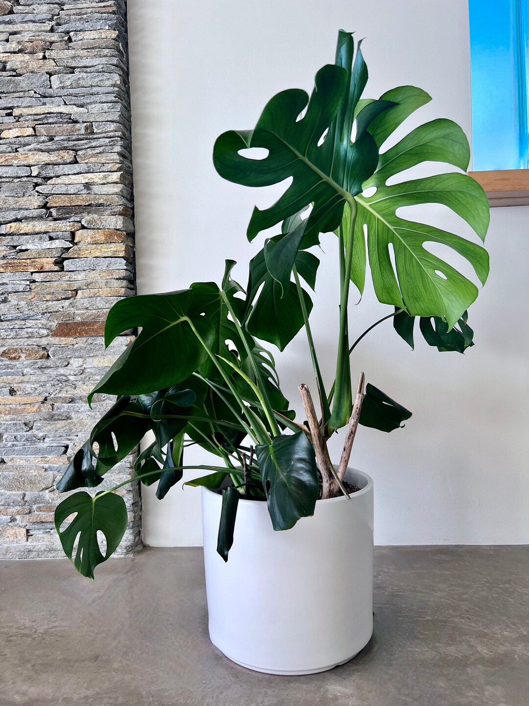 Plant Support Natural Wood Stick - Etsy