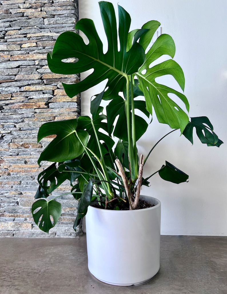 Plant Support Natural Wood Stick - Etsy