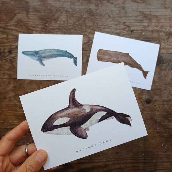 Nature Postcard - Etsy